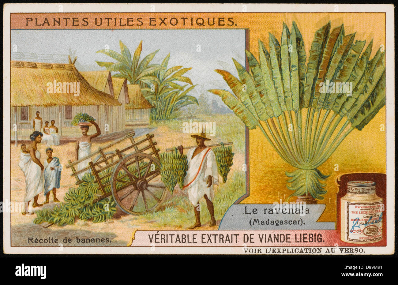 Ravenala madagascar hi-res stock photography and images - Alamy