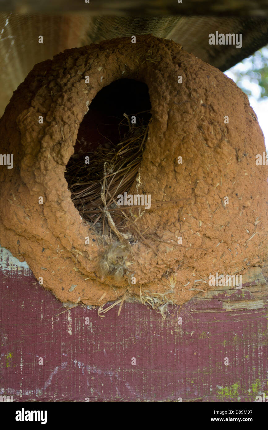 joa de barro birds nest Stock Photo - Alamy