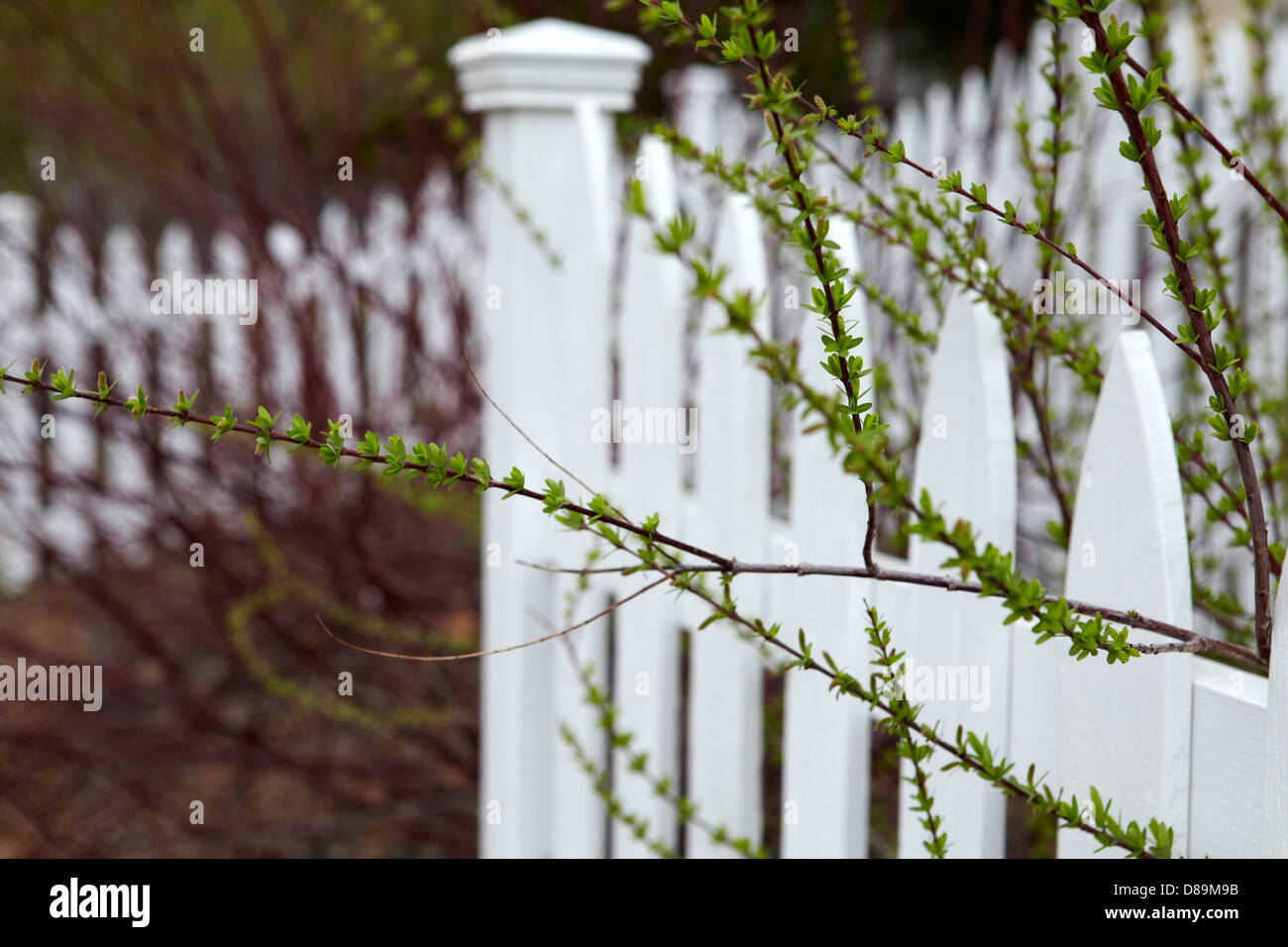 Foliage And Fences High Resolution Stock Photography and Images - Alamy