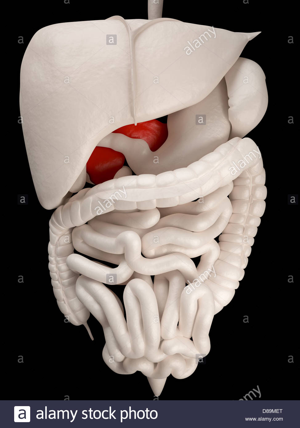 Human Anus High Resolution Stock Photography and Images - Alamy