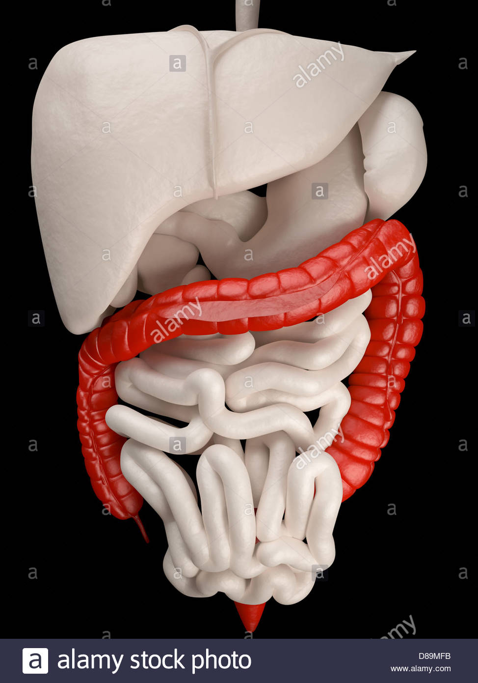 Human Anus High Resolution Stock Photography and Images - Alamy