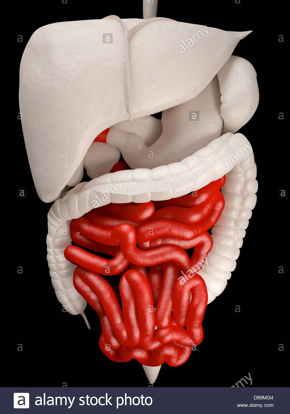 Human Anus High Resolution Stock Photography and Images - Alamy