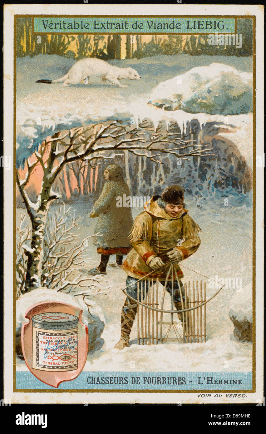 Ermine fur hi-res stock photography and images - Alamy