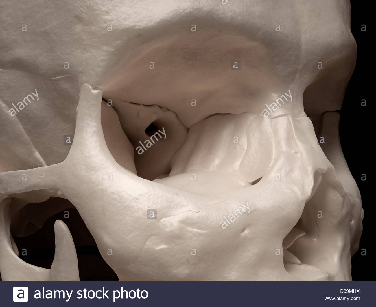 Eye Socket Sinus Anatomy