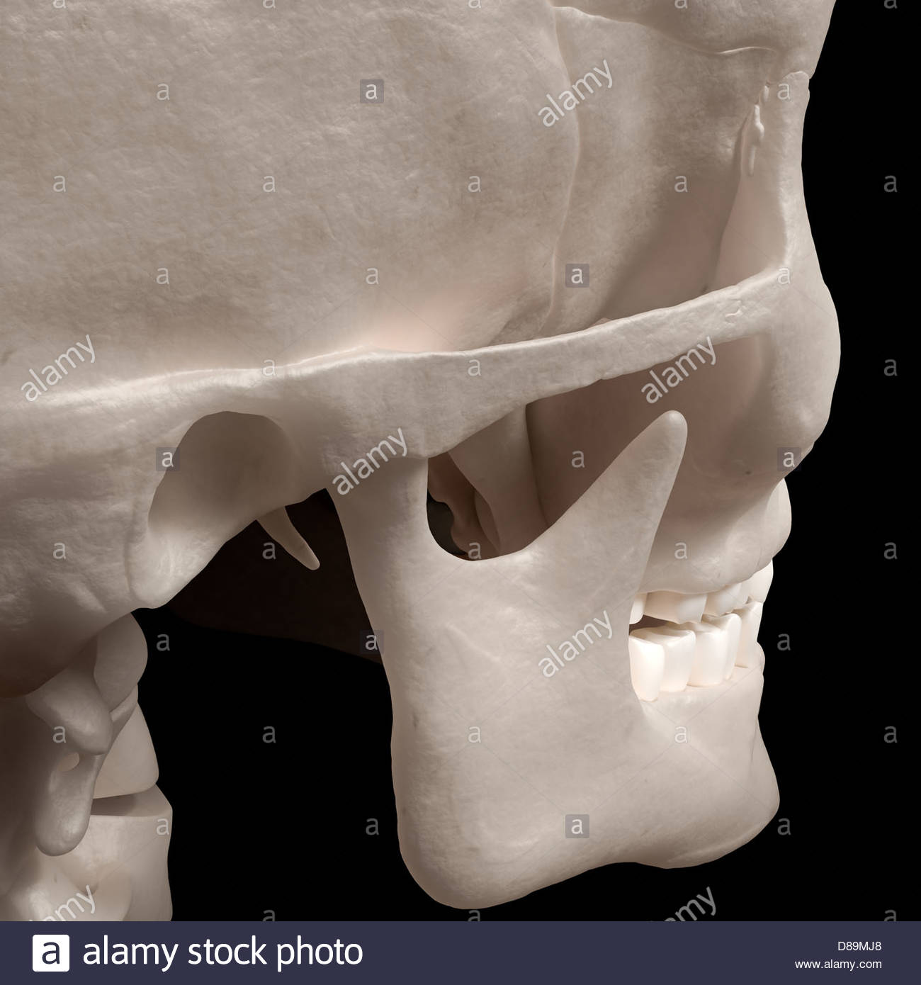 Jaw Joint High Resolution Stock Photography and Images - Alamy