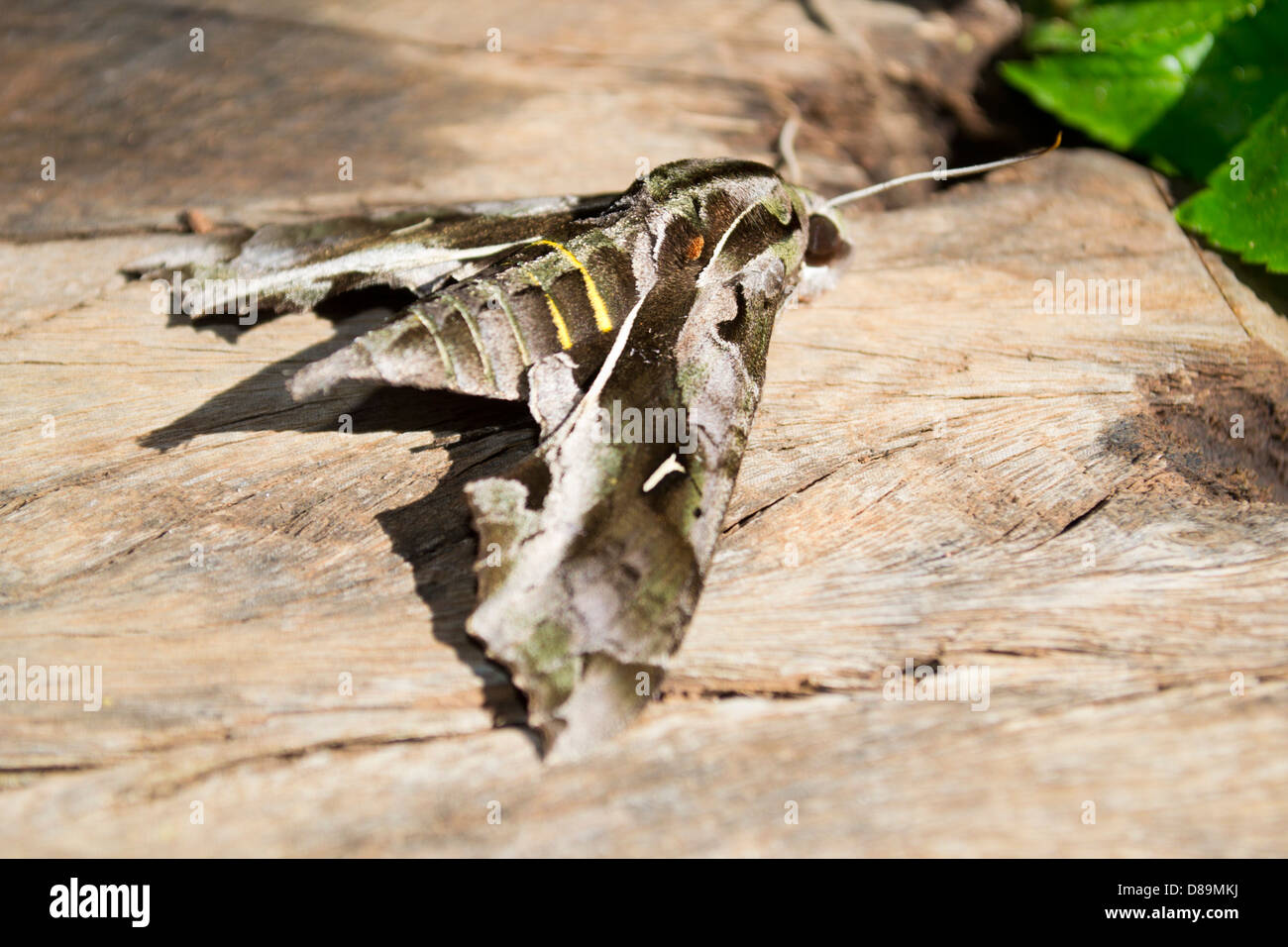 moth in a garden Stock Photo - Alamy