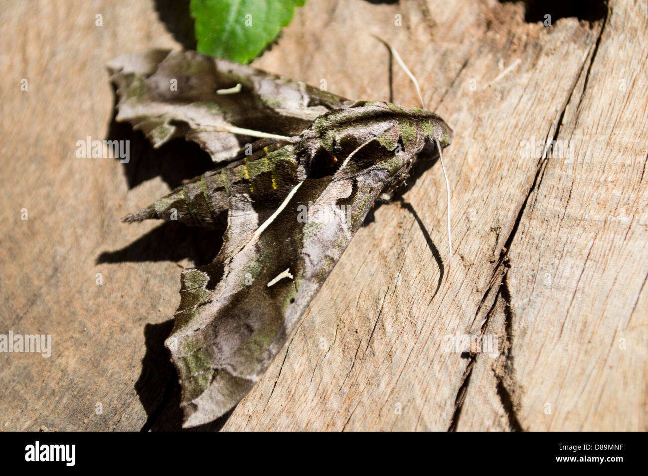 moth in a garden Stock Photo - Alamy