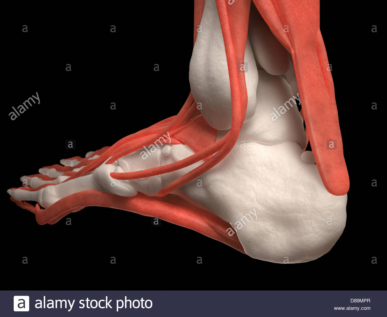 Posterior View Of Skeleton High Resolution Stock Photography and Images ...