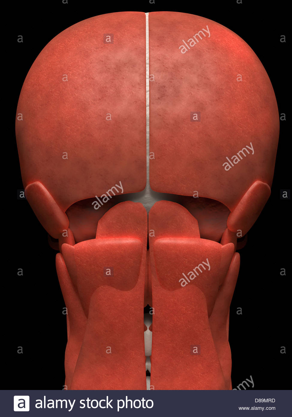 Human Skeleton Posterior View High Resolution Stock Photography and ...