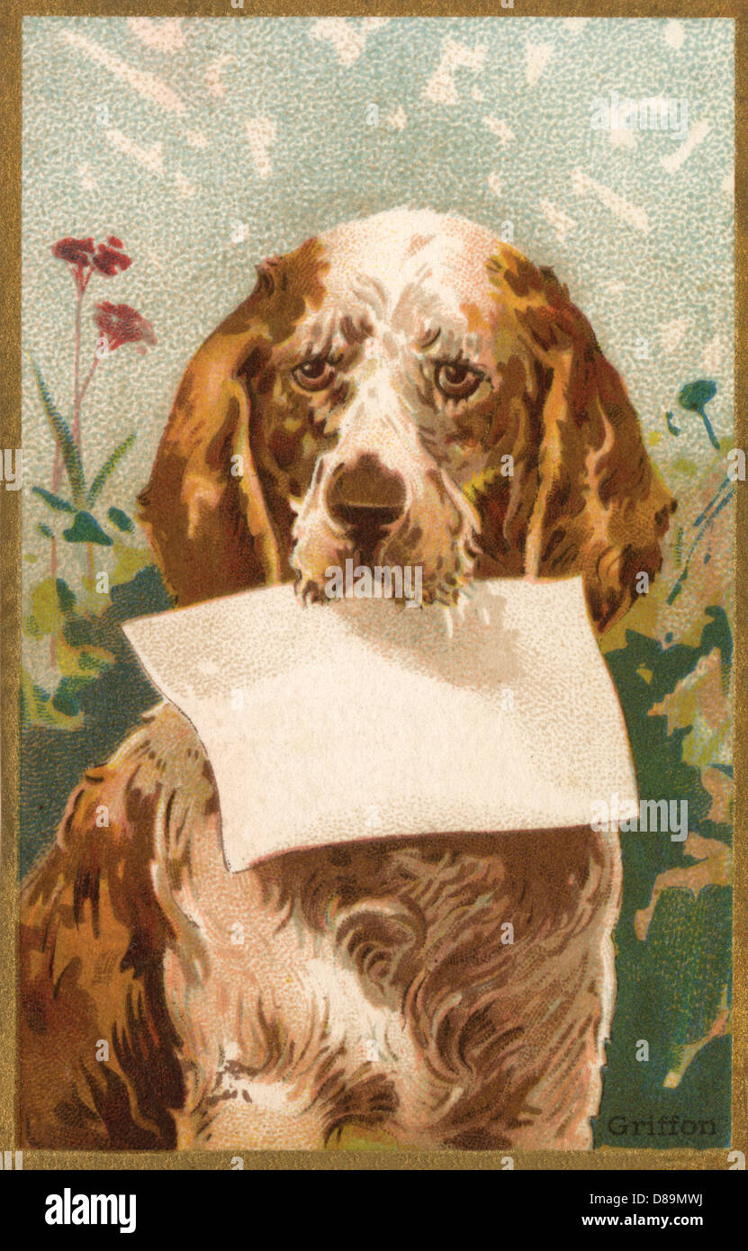 Dog holding blank paper Stock Photo - Alamy