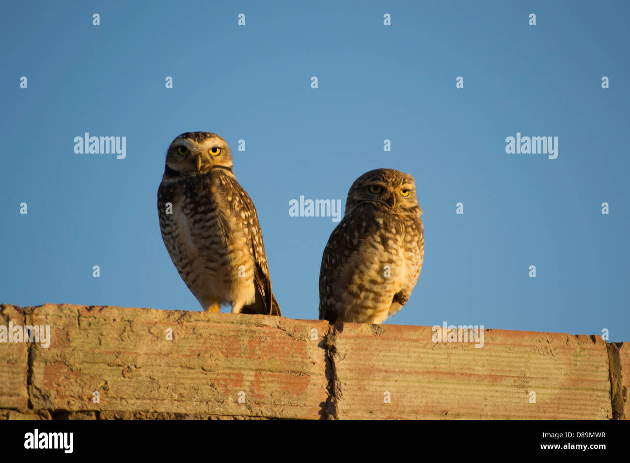 owls on a wall Stock Photo - Alamy