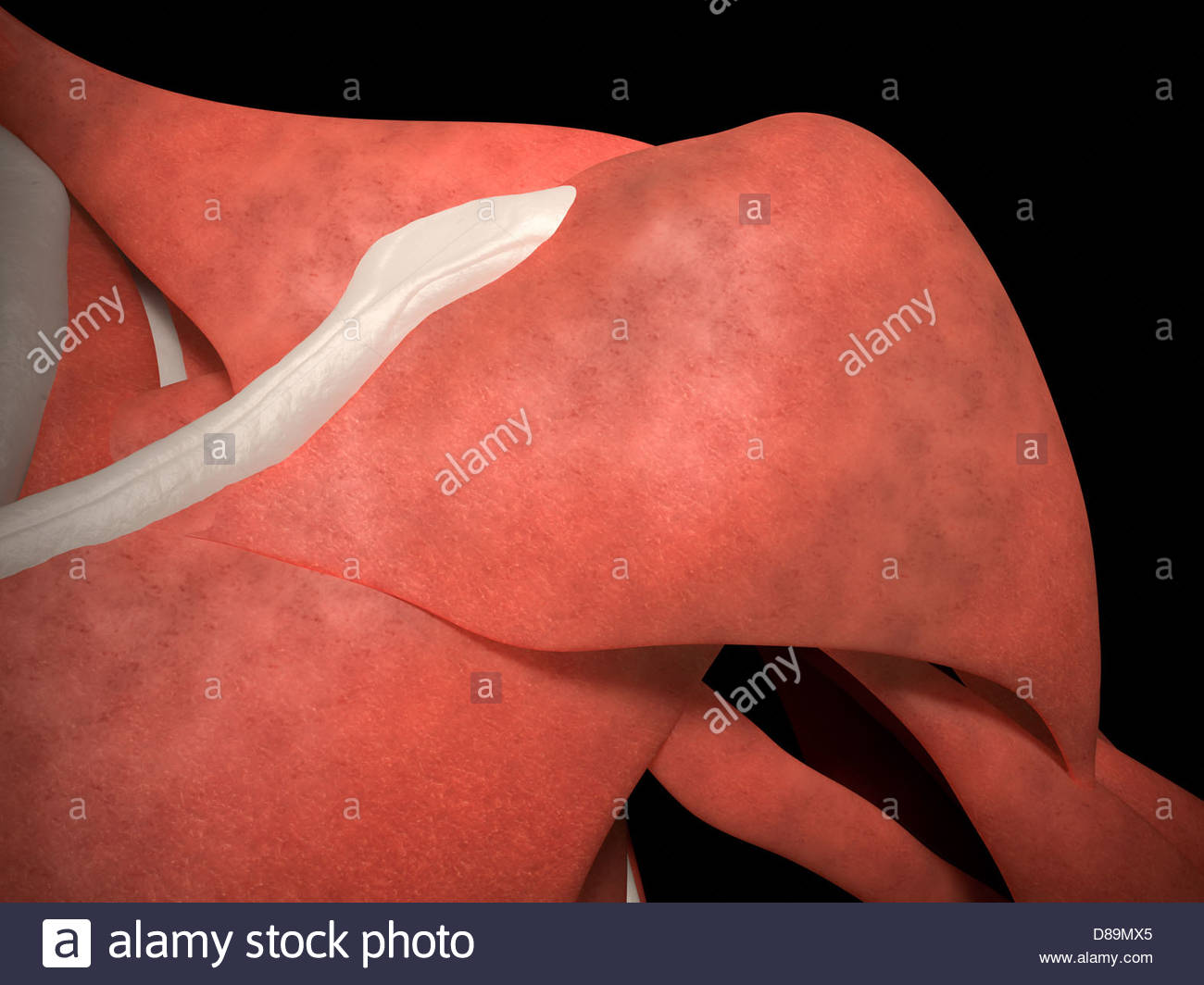 Human Clavicle High Resolution Stock Photography and Images - Alamy