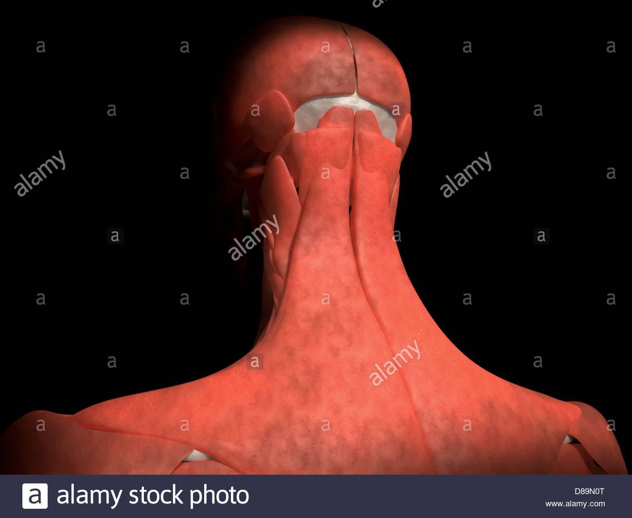 Upper Neck High Resolution Stock Photography and Images - Alamy