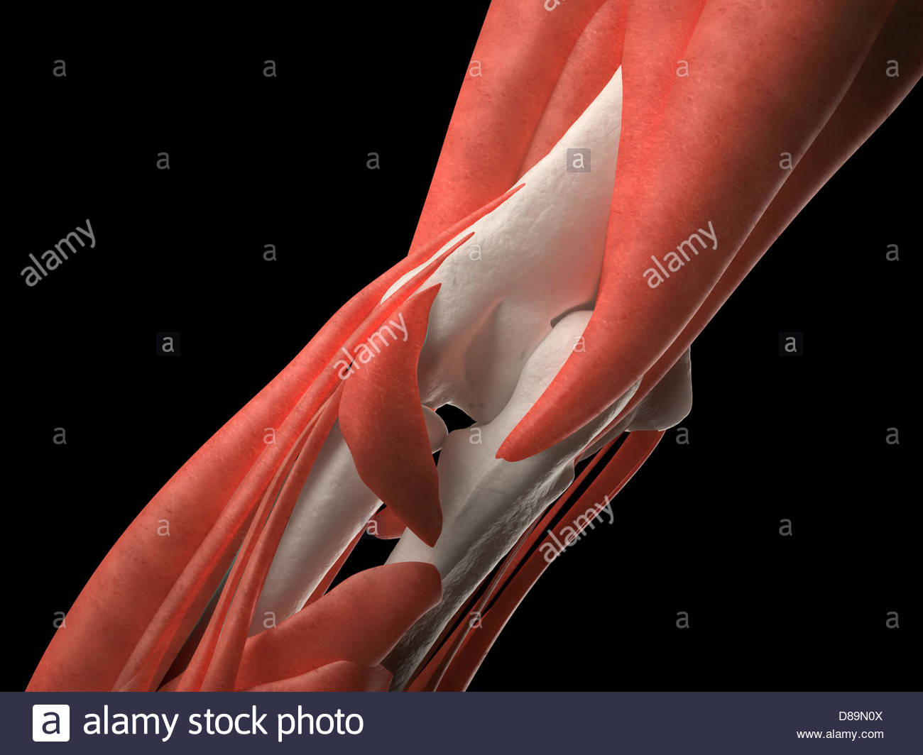 Human Elbow Joint High Resolution Stock Photography and Images - Alamy