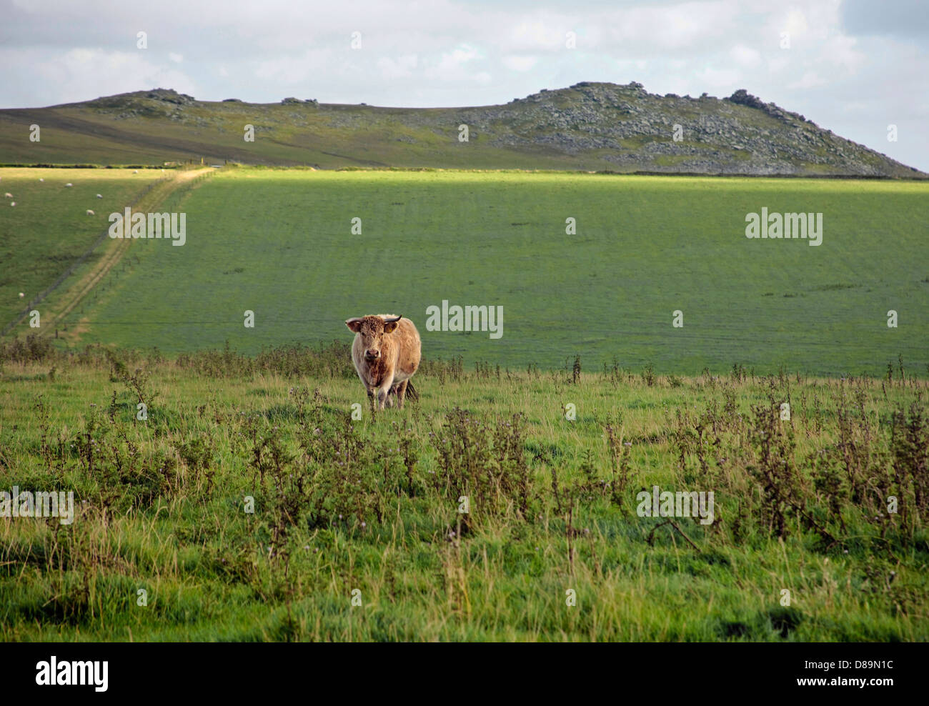 Cow on rough grazing hi-res stock photography and images - Alamy