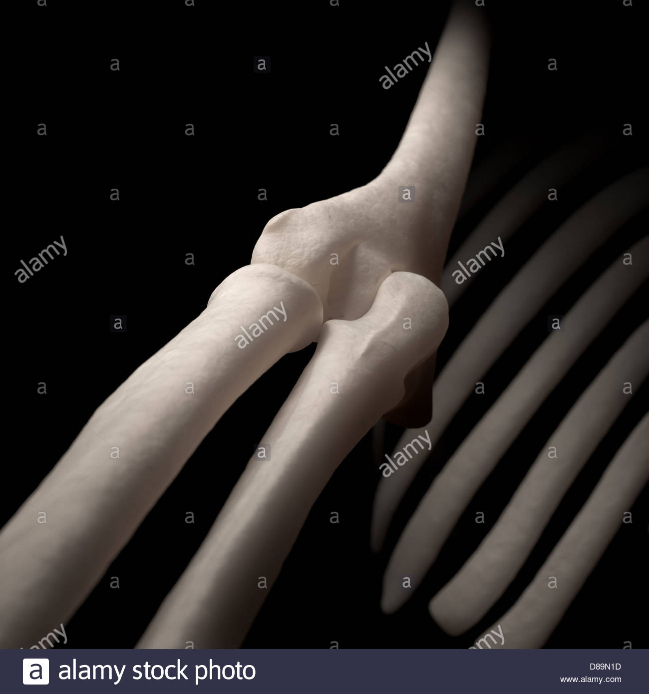 Human Humerus Bone High Resolution Stock Photography and Images - Alamy