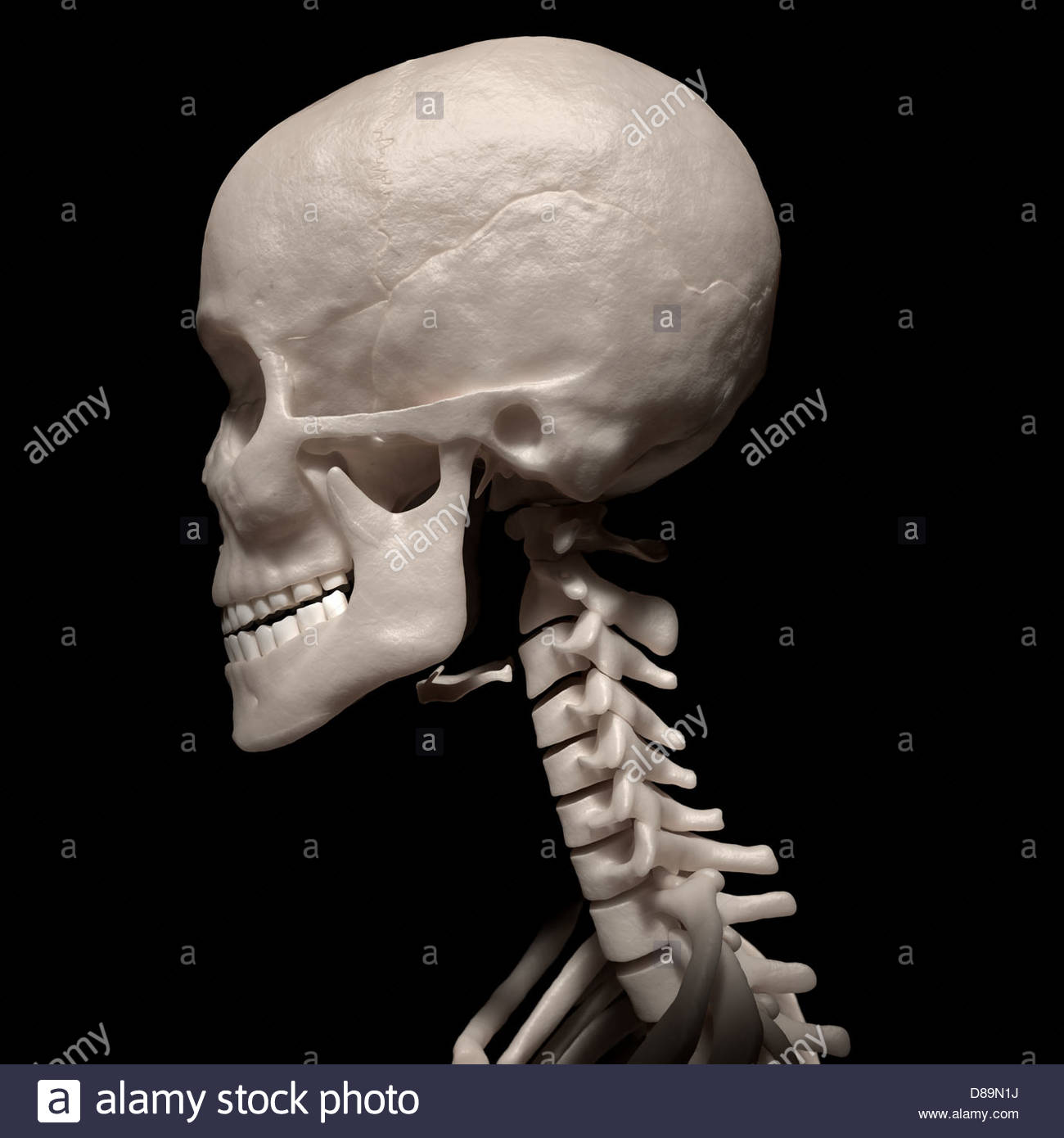 Sphenoid Bone High Resolution Stock Photography and Images - Alamy