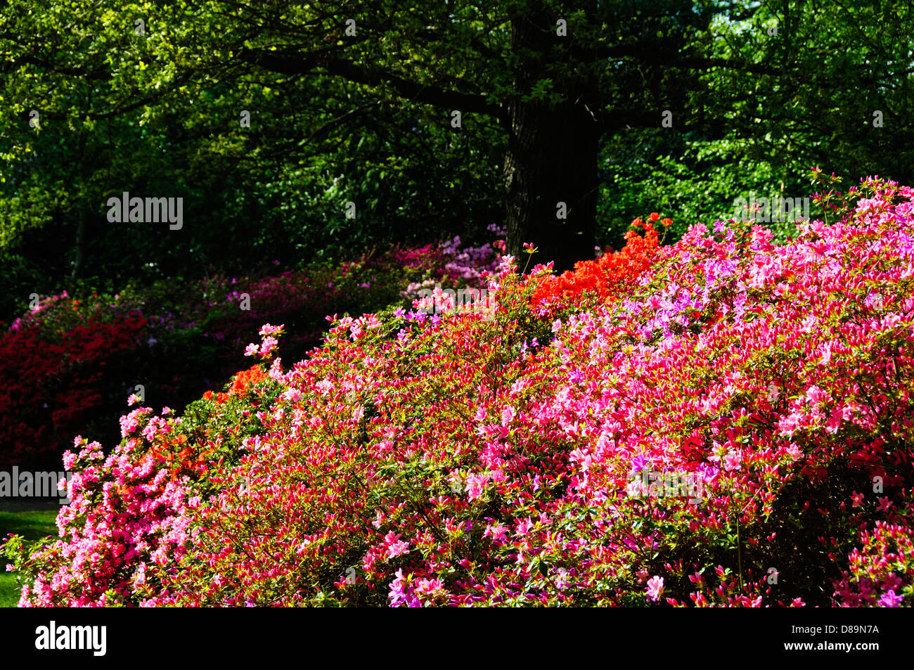 Isabella Plantation,Magnificent Display,15 Known Varieties of ...
