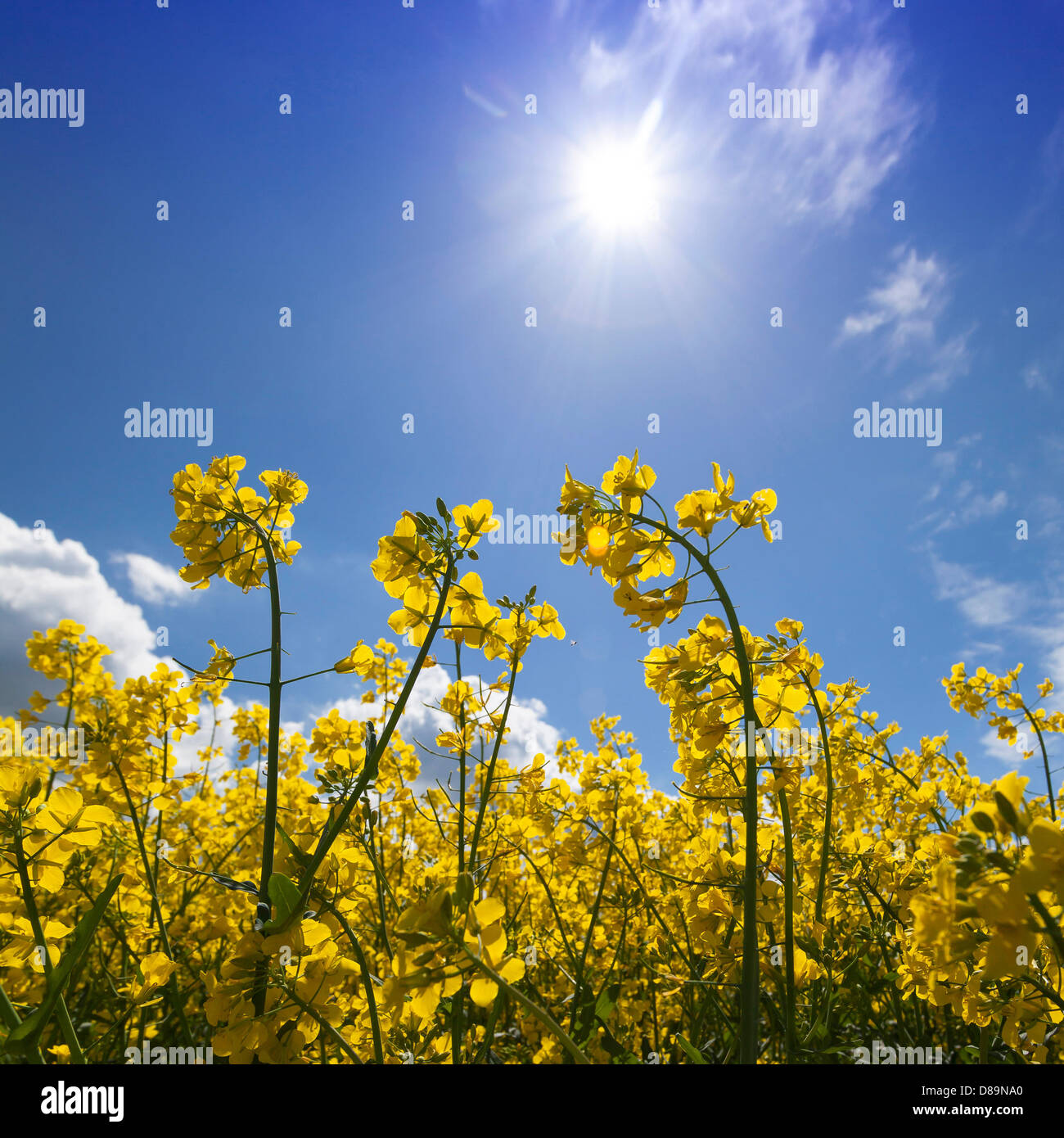 Bioenergie plants hi-res stock photography and images - Alamy