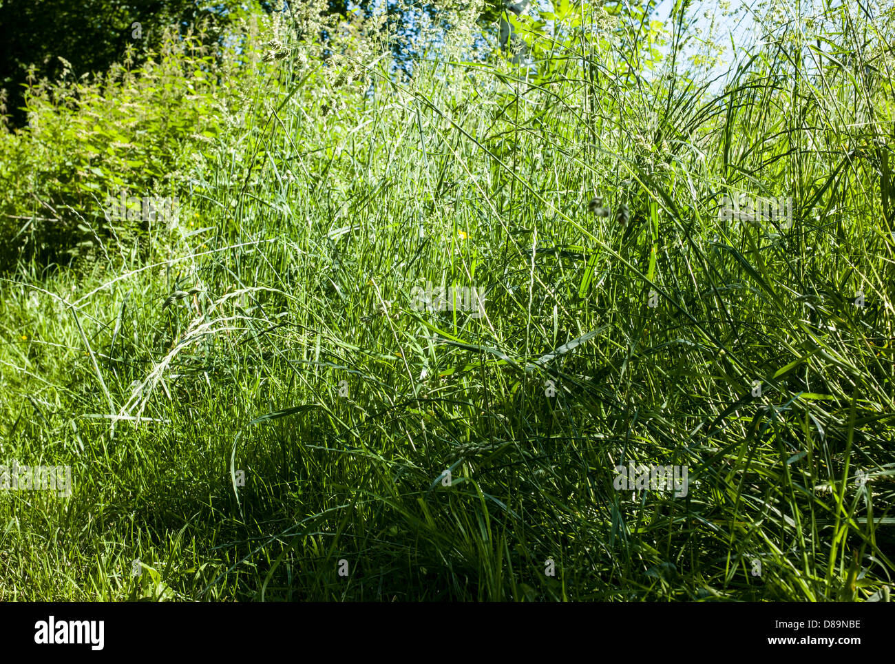 English countryside, parkland, long grass Stock Photo - Alamy
