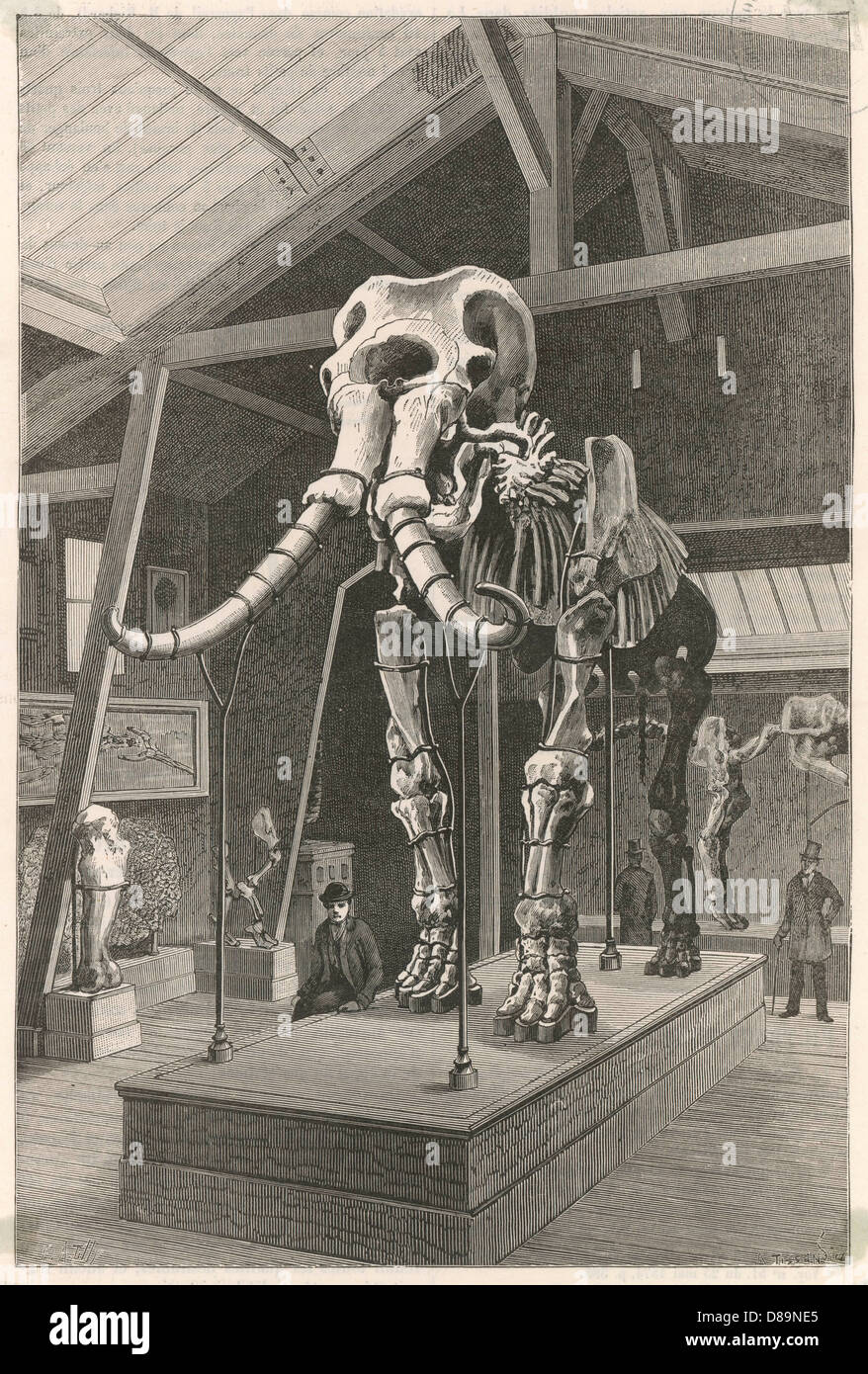 Extinct elephant hi-res stock photography and images - Alamy