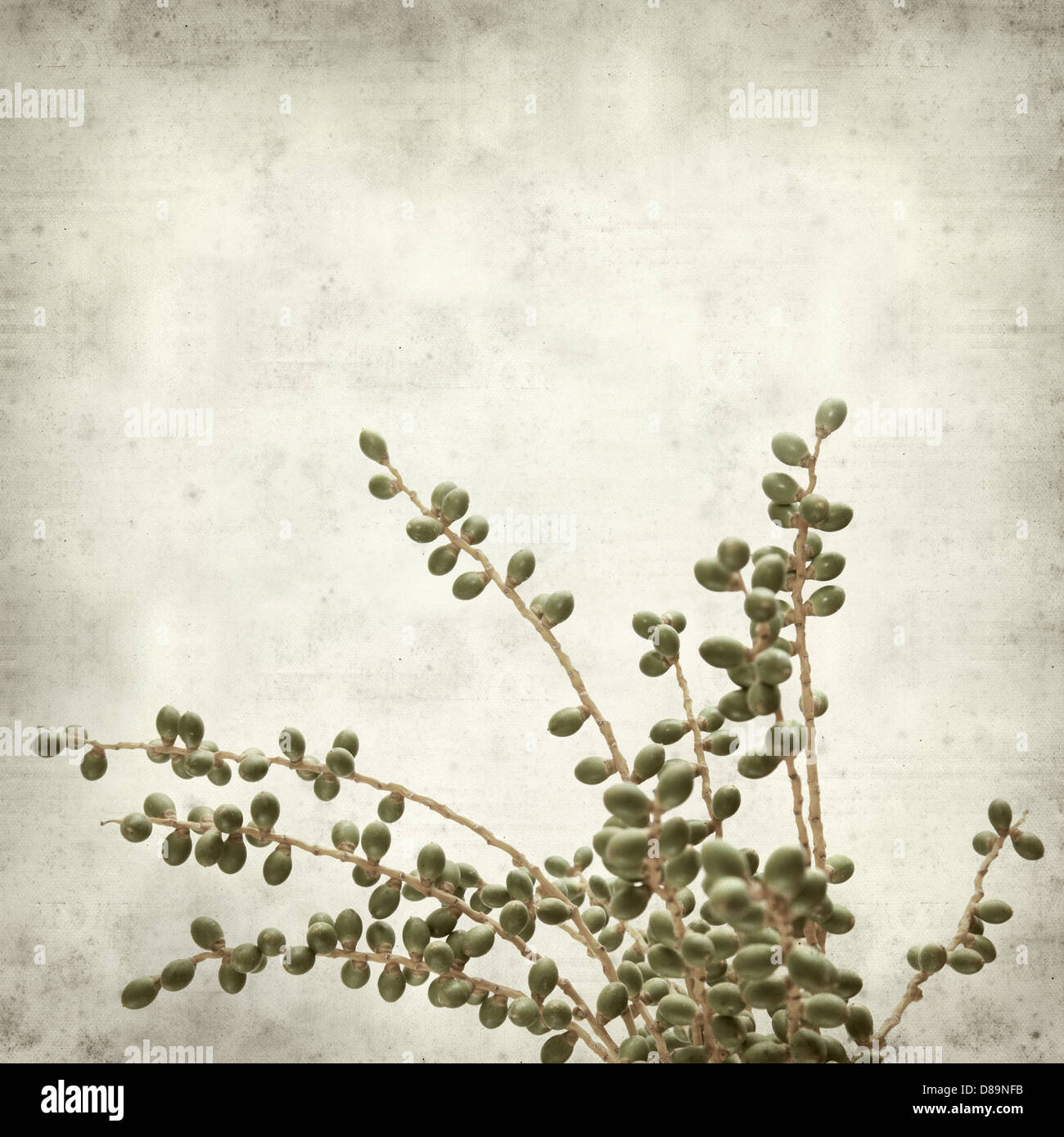 textured old paper background with palm tree fruits Stock Photo - Alamy