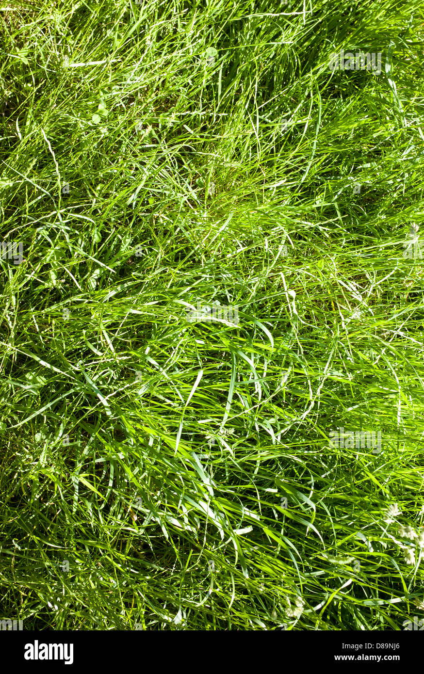 English countryside, parkland, long grass Stock Photo - Alamy