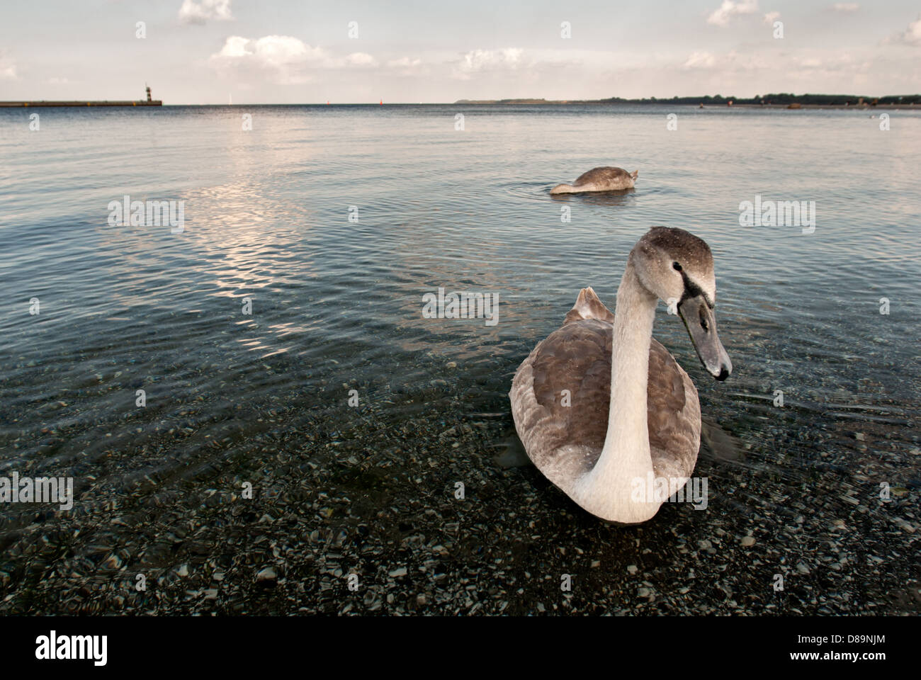 Friendly goose hi-res stock photography and images - Alamy