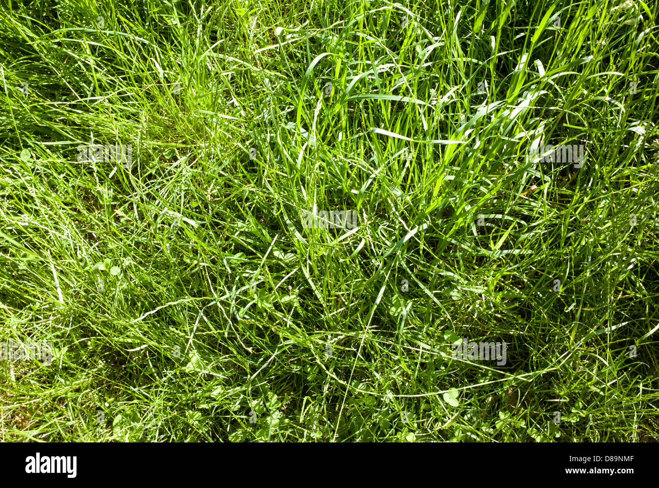 English countryside, parkland, long grass Stock Photo - Alamy