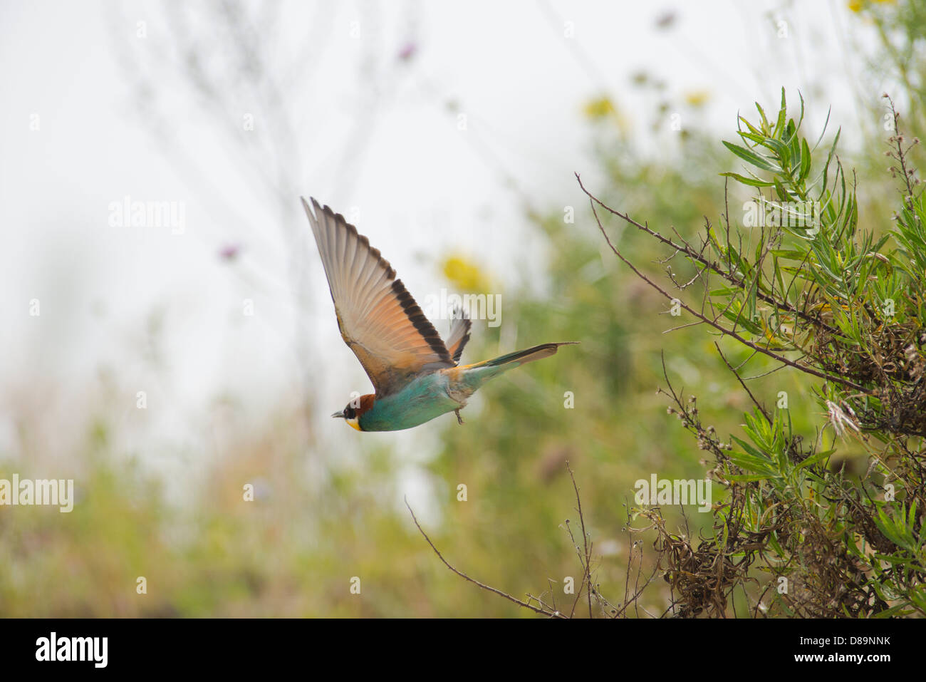Bee eater in flight hi-res stock photography and images - Alamy