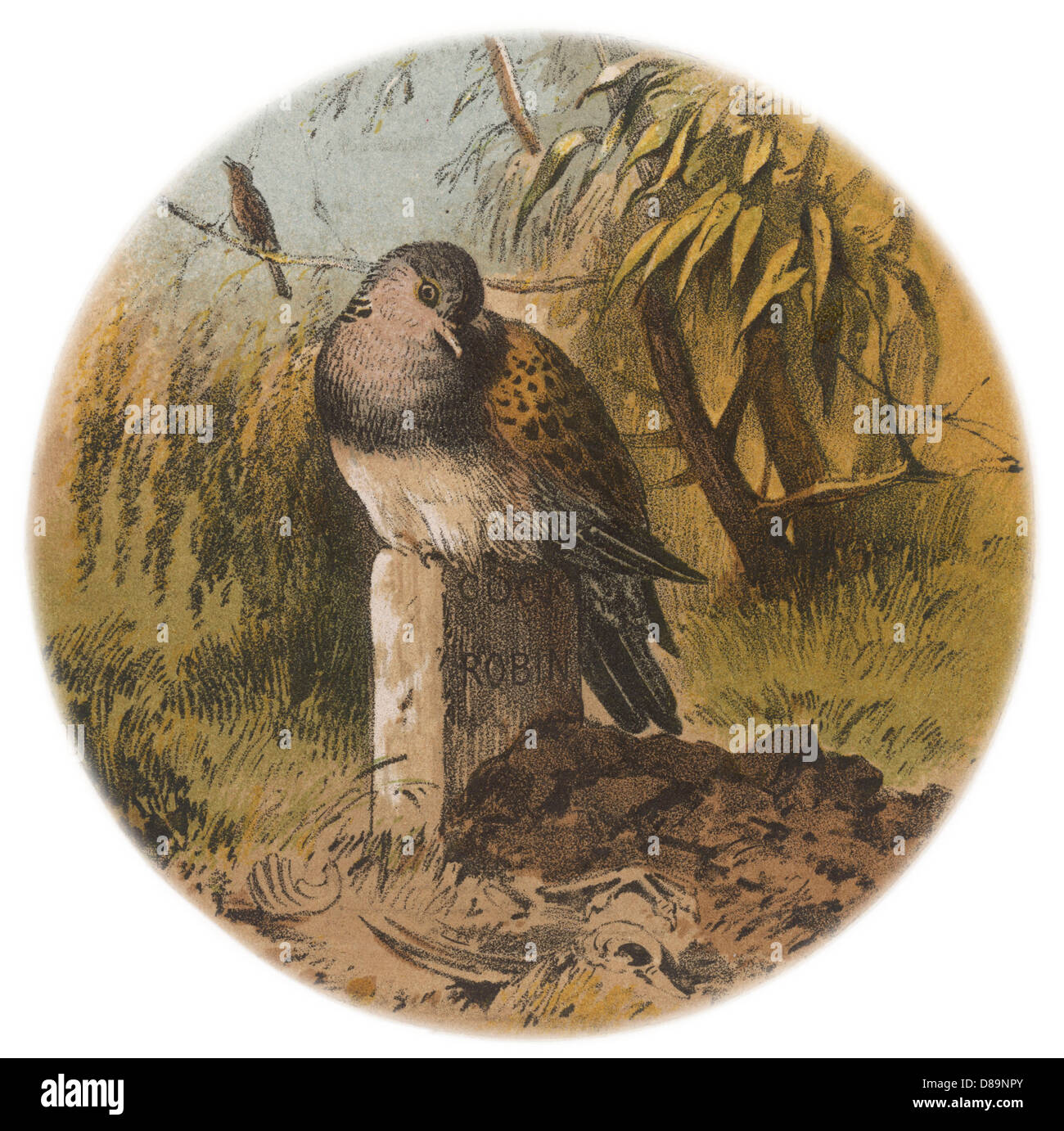 COCK ROBIN 2 Stock Photo - Alamy