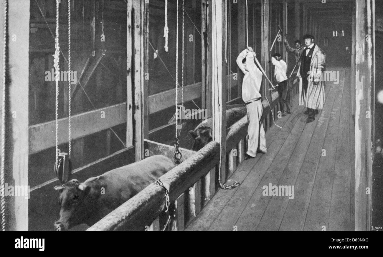 Chicago slaughter hi-res stock photography and images - Alamy
