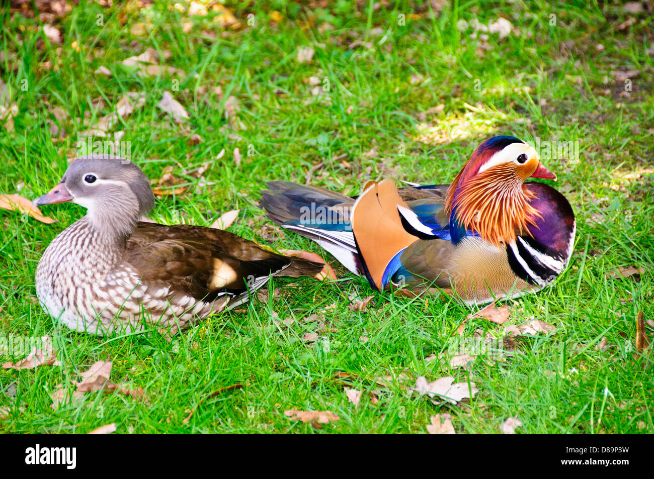 Isabella Plantation,Colorful,Colourful,Mandarin Duck,Aix galericulata ...