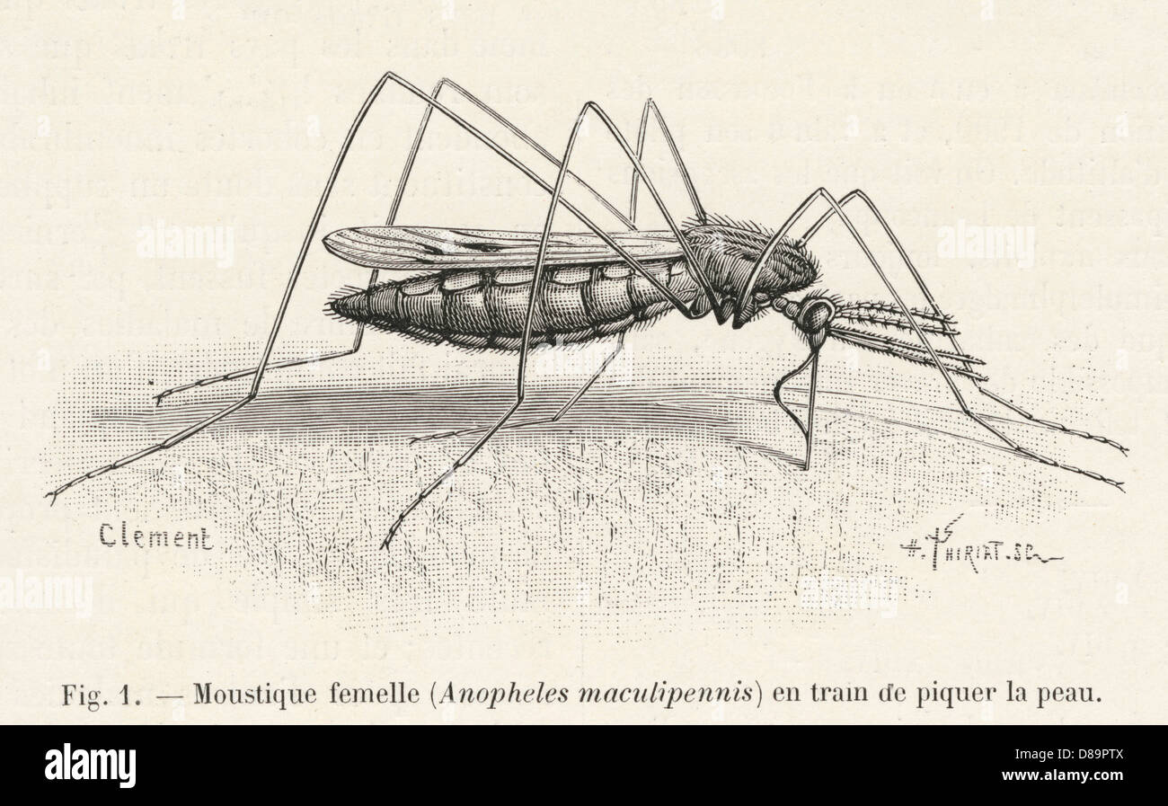 Mosquito Biting A Human Stock Photo - Alamy