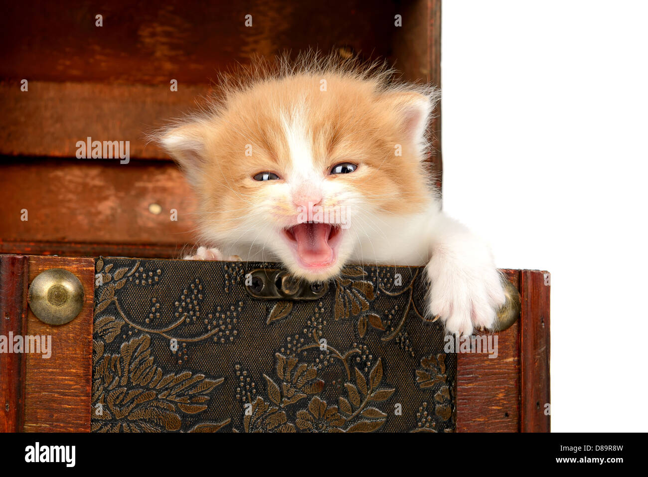 Baby kitten inside a wooden box isolated in white Stock Photo - Alamy