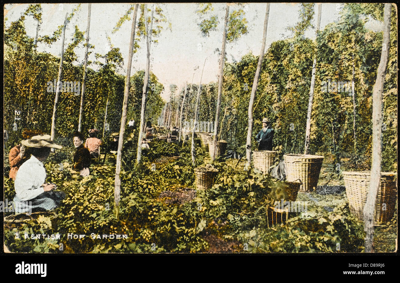 A KENTISH HOP GARDEN Stock Photo - Alamy