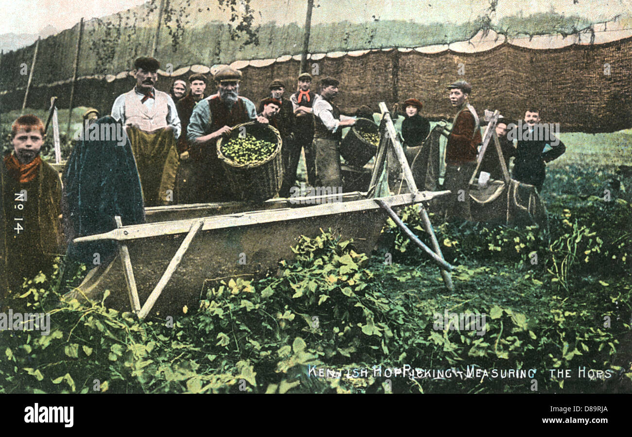 MEASURING HOP YIELD Stock Photo - Alamy