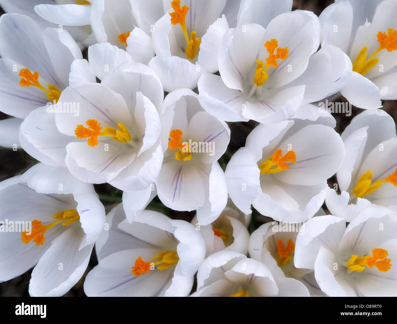 Blooming white crocus. Oregon Stock Photo - Alamy