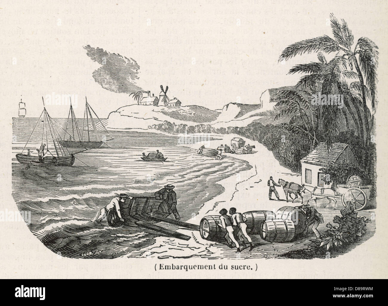 Loading Sugar For Export Stock Photo - Alamy