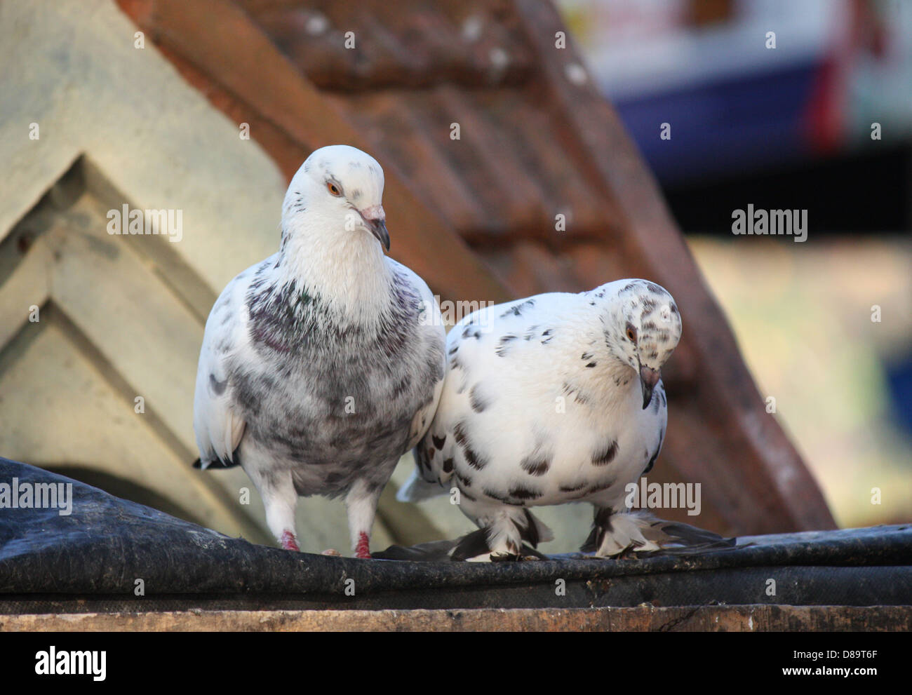 Two Grey pigeons sitting together Stock Photo - Alamy