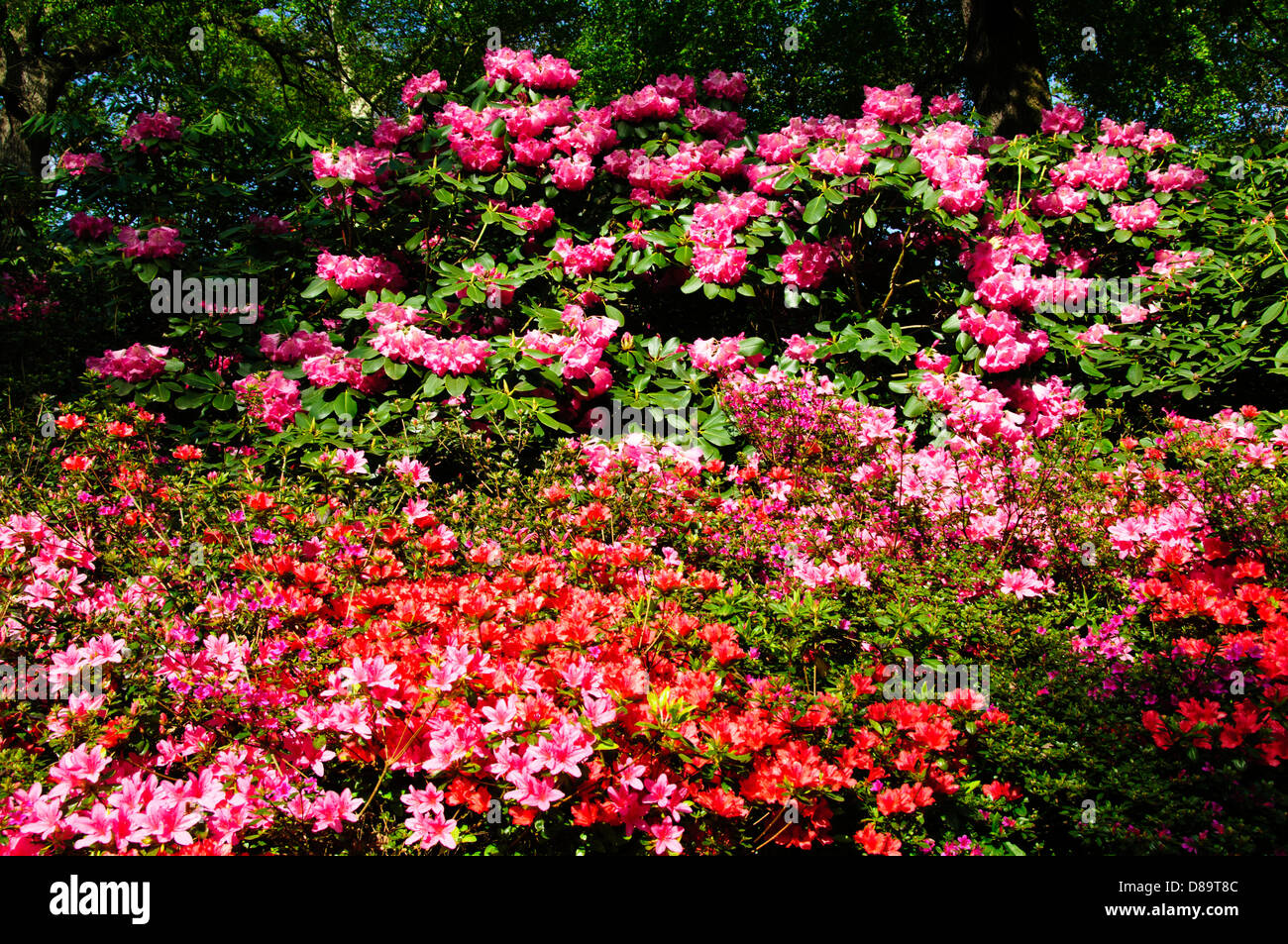 Isabella Plantation,Magnificent Display,15 Known Varieties of ...
