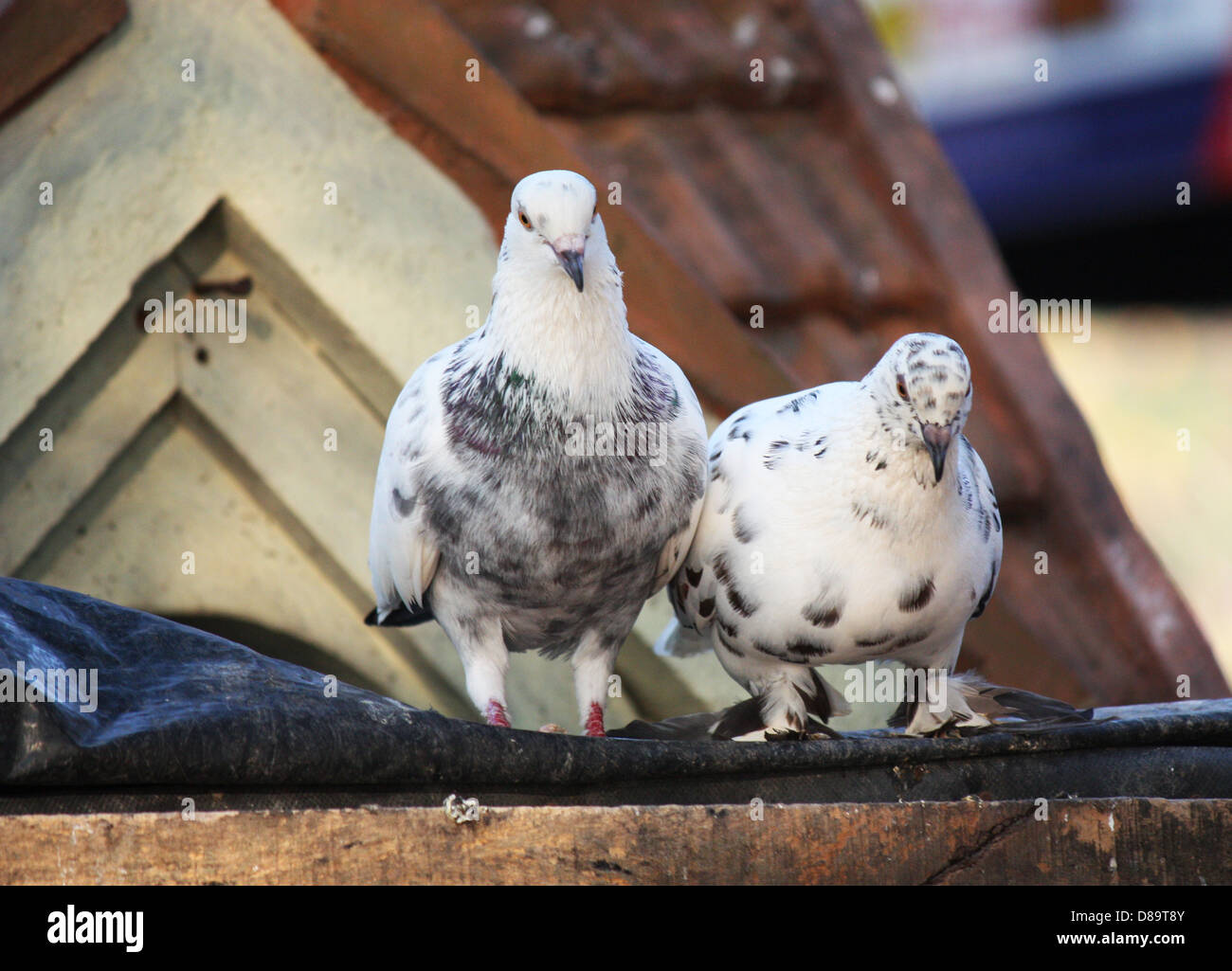 Two Grey pigeons sitting together Stock Photo - Alamy