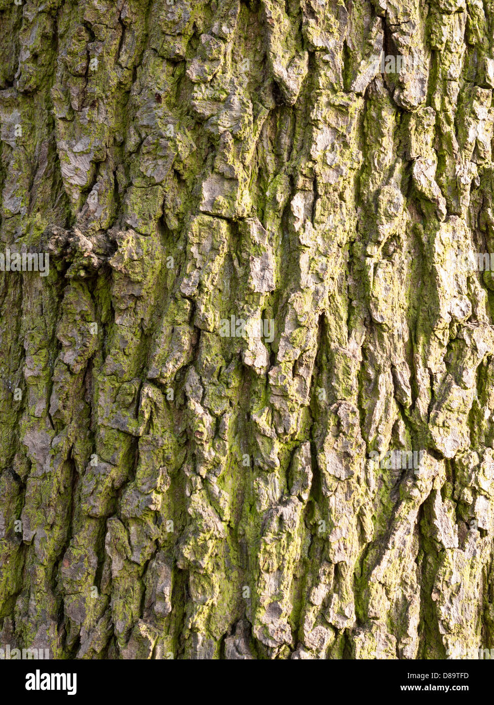 Close up photograph of tree trunk showing texture of tree bark Stock ...