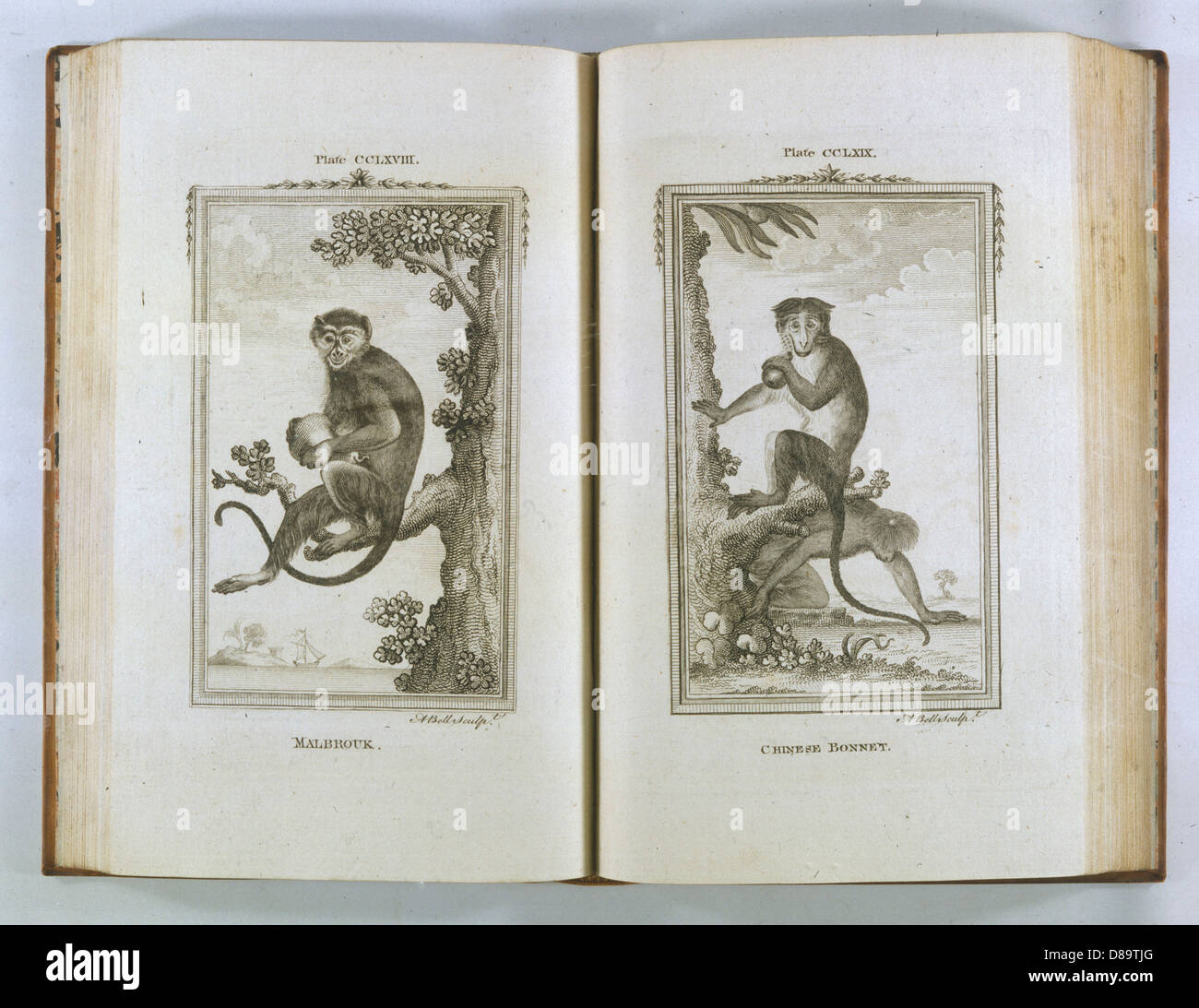 BUFFON / MONKEYS Stock Photo - Alamy