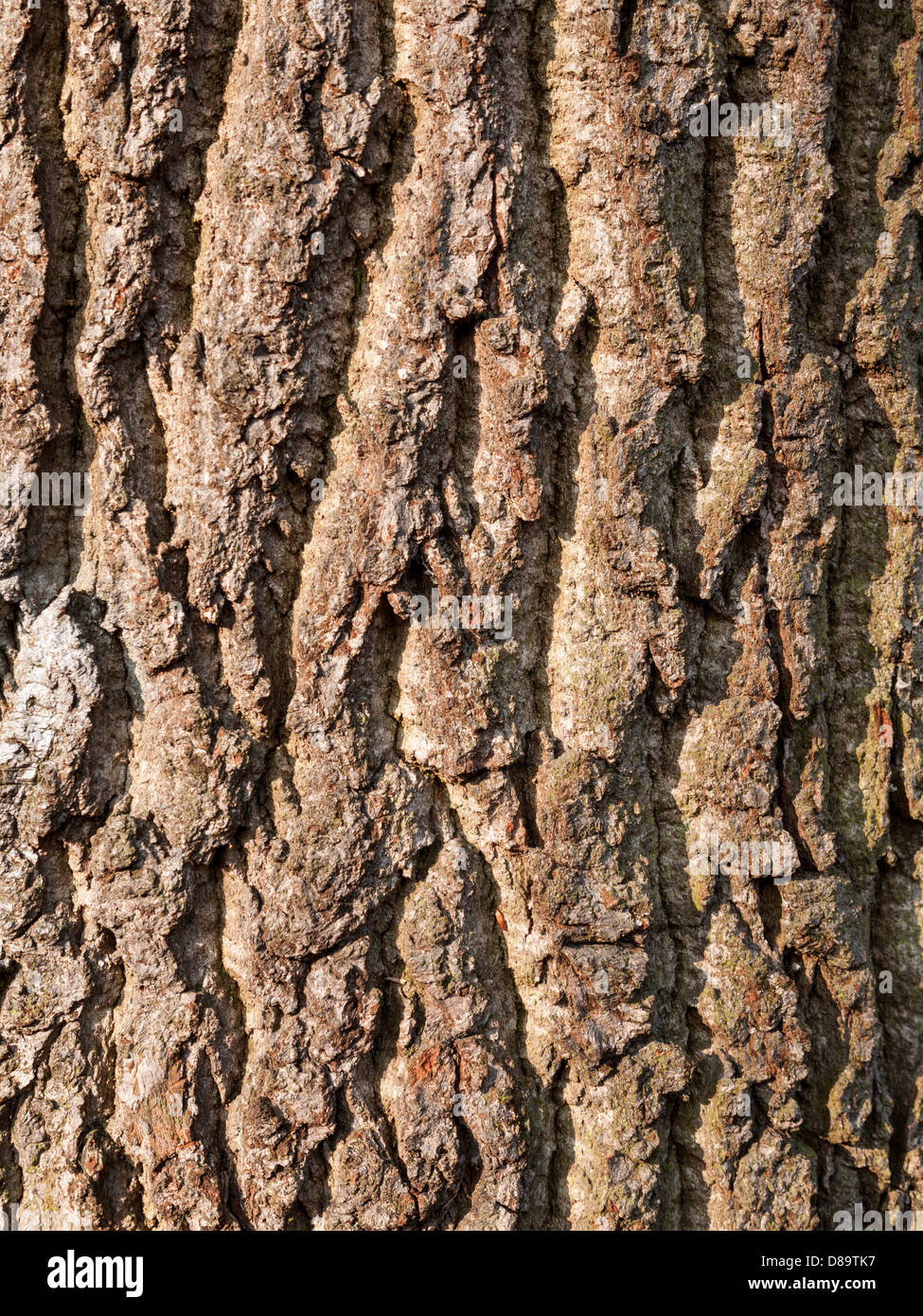 Close up photograph of tree trunk showing texture of tree bark Stock ...