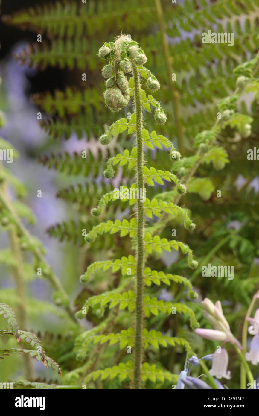 Woodland Fern in Spring Stock Photo - Alamy