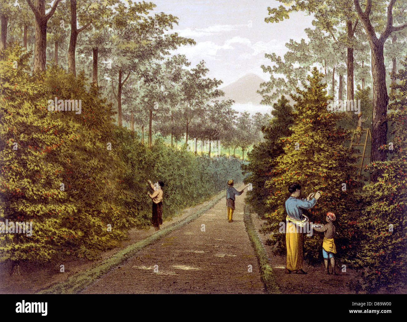 JAVA COFFEE PLANTATION Stock Photo - Alamy