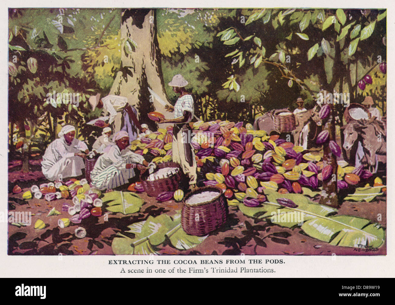 TRINIDAD COCOA HARVEST Stock Photo - Alamy