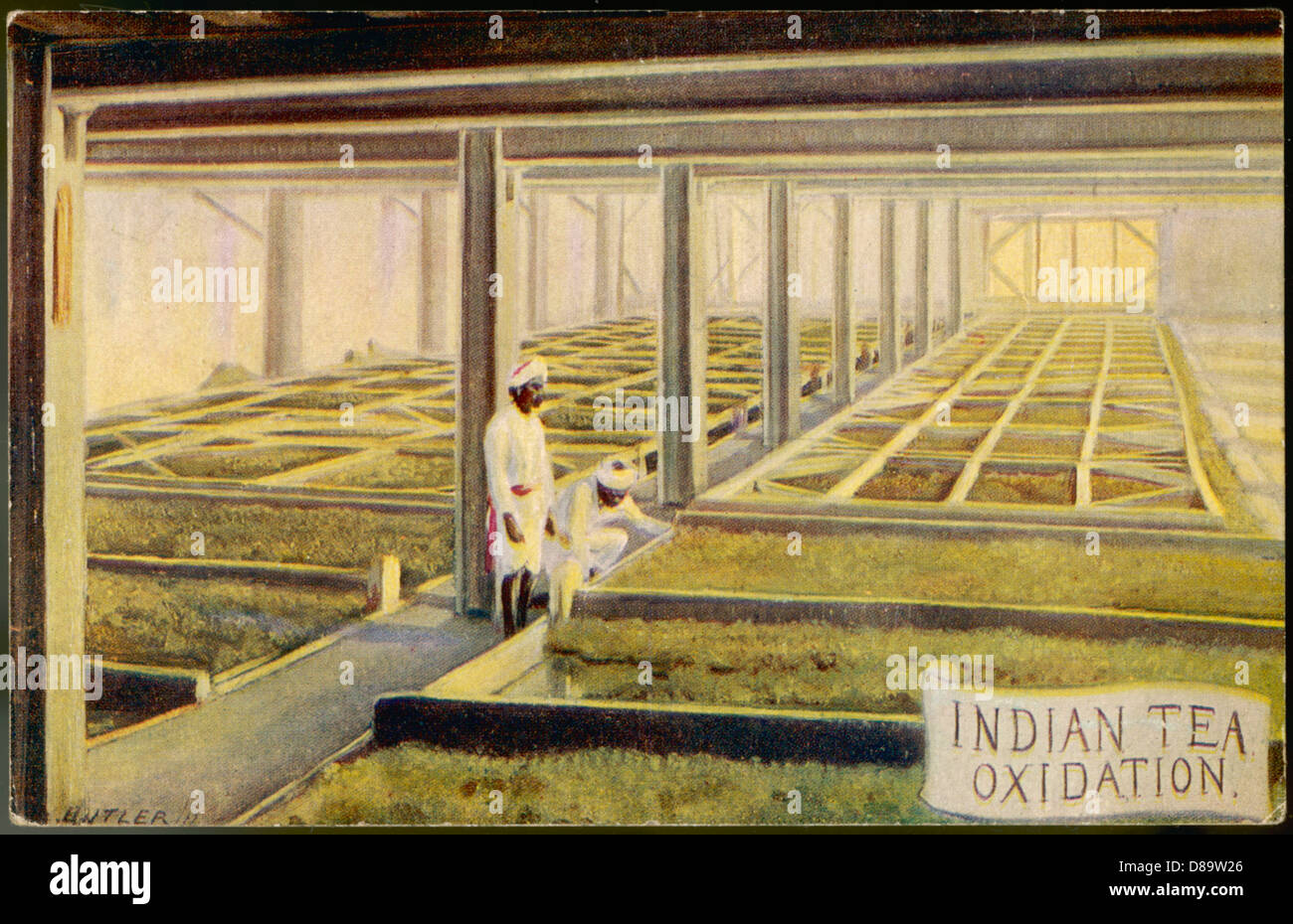 OXIDISING TEA, INDIA Stock Photo - Alamy