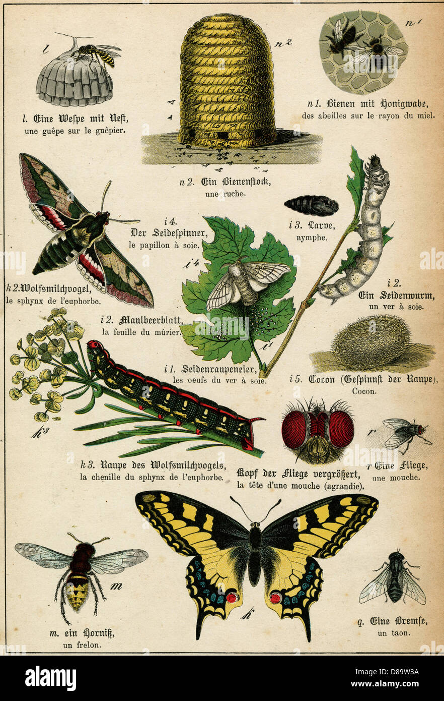 Various insects hi-res stock photography and images - Alamy